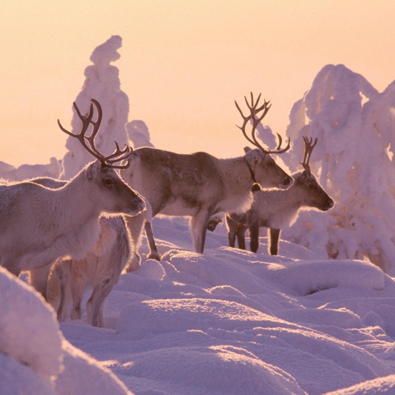 A Journey with Reindeers - Sleigh ride, Culture and History - Kelo Resort